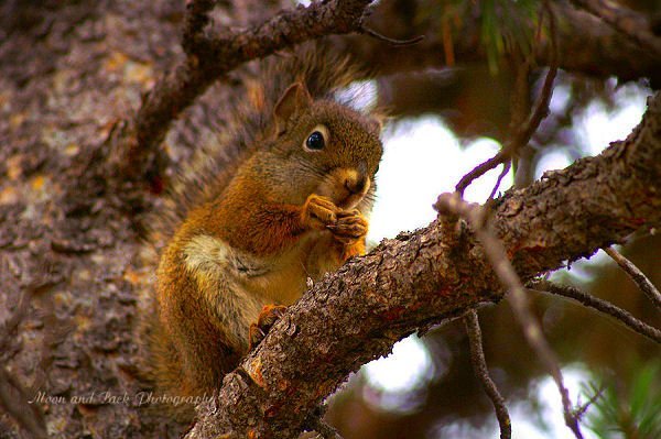 The Spirit of Autumn